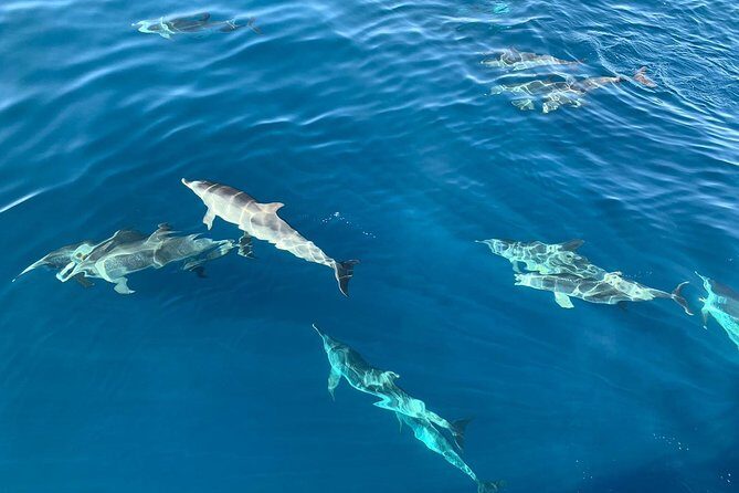Dolphin Searching Tour in Puerto de Mogán ("KEEPER UNO" Boat) - The Itinerary: What to Expect