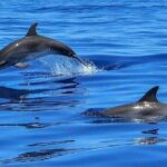 Dolphin Shelling Snorkeling Cruise in Tampa - Key Points