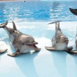 Dolphin Show Tour with Transfer from Alanya & Side - An In-Depth Look at the Dolphin Show Tour