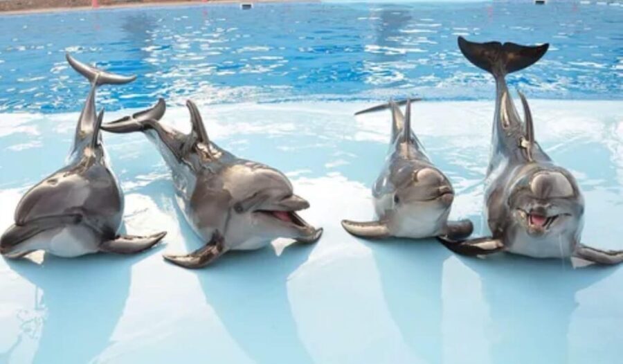 Dolphin Show Tour with Transfer from Alanya & Side - An In-Depth Look at the Dolphin Show Tour
