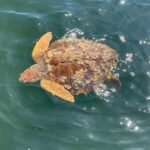 Dolphin & Sightseeing Cruise + Beach Stop + Snorkel + Equipment - Authentic Reviews and What They Tell Us