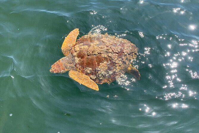 Dolphin & Sightseeing Cruise + Beach Stop + Snorkel + Equipment - Authentic Reviews and What They Tell Us