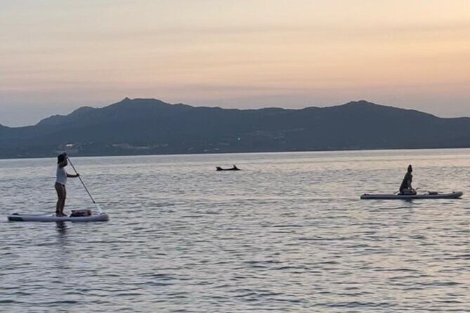 Dolphin-spotting SUP tour with Golfo Aranci aperitif - The value of this experience