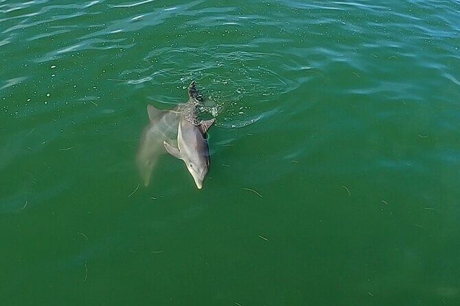 Dolphin Tour in St. Pete Beach - Who Will Love This Tour?