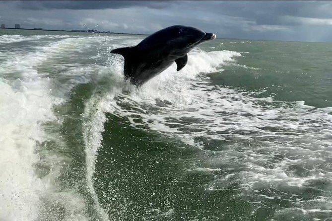 Dolphin Tours - Fort Myers Beach / Naples - The Main Highlights: Wildlife and Scenery