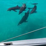 Dolphin Watch + Sunset Sail with Honest Eco - Highlights of the Experience