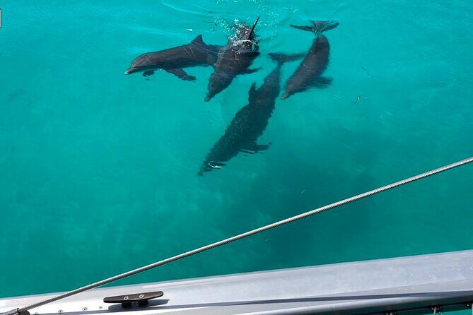 Dolphin Watch + Sunset Sail with Honest Eco - Highlights of the Experience