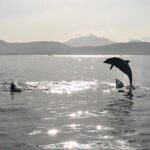 Dolphin watching and snorkeling in Figarolo - The Itinerary: What You Can Expect