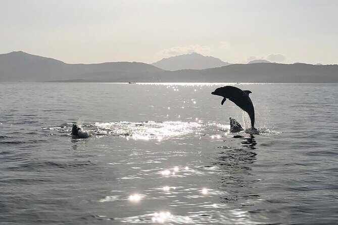 Dolphin watching and snorkeling in Figarolo - The Itinerary: What You Can Expect