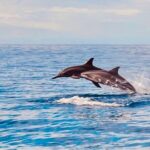 Dolphin Watching and Snorkeling on the West Coast of Oahu - Who Will Love This Tour?