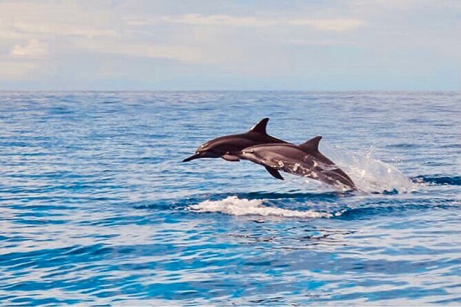 Dolphin Watching and Snorkeling on the West Coast of Oahu - Who Will Love This Tour?