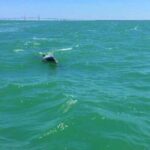 Dolphin Watching boat tour around Anna Maria Island - What You Can Expect from the Tour