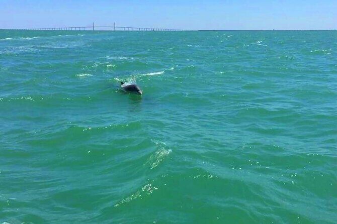 Dolphin Watching boat tour around Anna Maria Island - What You Can Expect from the Tour
