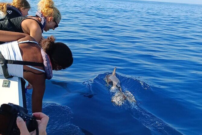 Dolphin Watching from Faro - Who Will Enjoy This Tour?