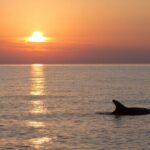 DOLPHIN WATCHING | Pula Boat - Frequently Asked Questions