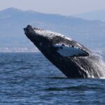 Dolphin & Whale Watching - The Itinerary: A Closer Look