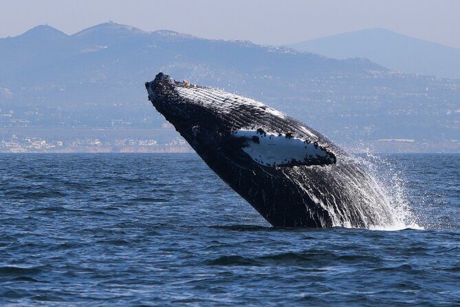 Dolphin & Whale Watching - The Itinerary: A Closer Look