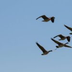 Door County Wetlands Kayak Tour - Who Should Consider This Tour?
