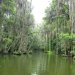 Dora Canal Half-Day Kayak and Paddle Board Rental Adventure - The Town of Tavares and Surroundings