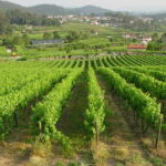 Douro & Vinho Verde Private Tour - Final Thoughts: Is This Tour Worth It?