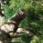 Down Island Tour with One Hour in Edgartown - FAQs