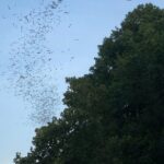 Downtown Austin Sunset Kayak Tour with 1.5 Million Bats - Breaking Down the Itinerary