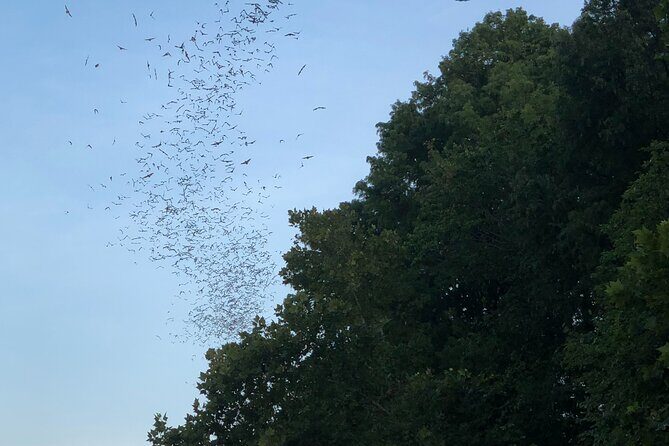Downtown Austin Sunset Kayak Tour with 1.5 Million Bats - Breaking Down the Itinerary