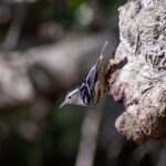 Downtown Charleston Birding Tour - Why This Tour Is a Great Choice
