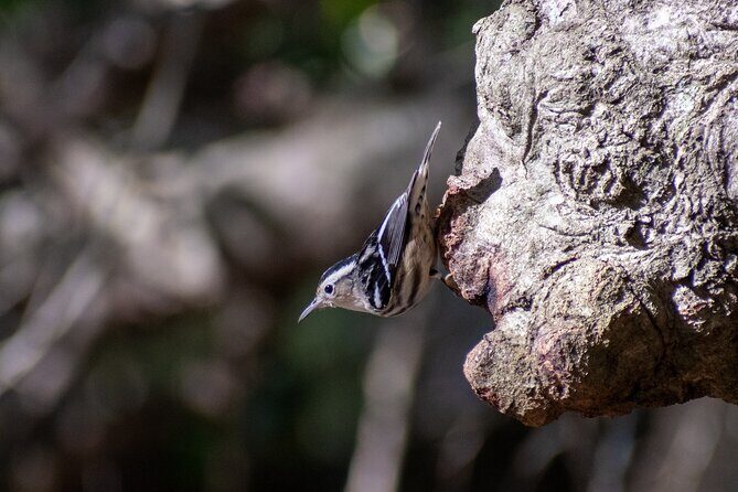 Downtown Charleston Birding Tour - Why This Tour Is a Great Choice