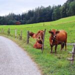Dragon Slayer Way Beer Hike Food Experience Private Tour (departs Munich) - Practical Details and What It Means for You