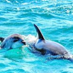 Dreamer Cave and Dolphins Boat Tour Ticket Albufeira - Practical Tips for Participants