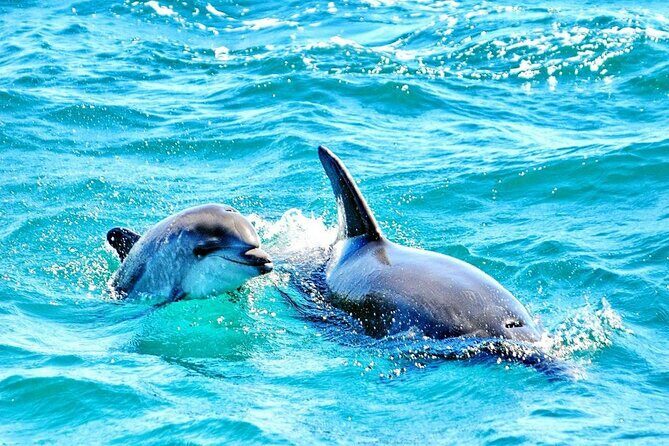 Dreamer Cave and Dolphins Boat Tour Ticket Albufeira - Practical Tips for Participants
