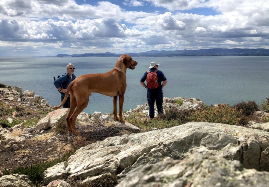 Dublin: Howth Coastal Hiking Tour - Why This Tour Stands Out
