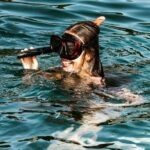 Dubrovnik: Private 2-Hour Swim, Snorkel & Cave Tour - Why This Tour Stands Out