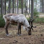 E-FATBIKE TRIP TO THE REINDEER FARM - Itinerary Breakdown: What to Expect