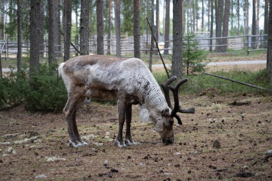 E-FATBIKE TRIP TO THE REINDEER FARM - Itinerary Breakdown: What to Expect