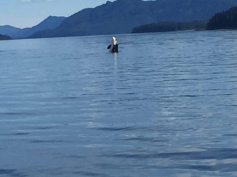 Ear Mountain Charters tours: whale watching and fishing - The Practical Details