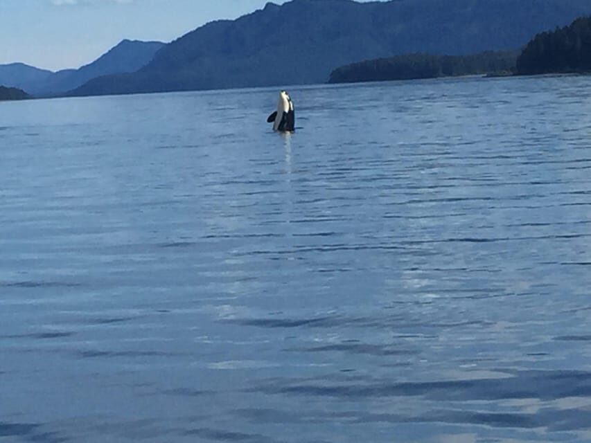 Ear Mountain Charters tours: whale watching and fishing - The Practical Details