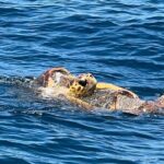 EARLY BIRD SPECIAL: Speed Boat & Dolphin Cruise in Ocean City, MD - The Crew and Customer Experience