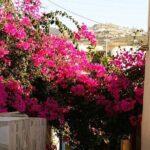 Easy Walks in Santorini Private Half Day Tour - Who Should Pass on It