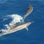 Eco and Dolphin Watch Tour of South Padre Island - Practical Details: What You Should Know Before You Go