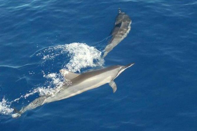 Eco and Dolphin Watch Tour of South Padre Island - Practical Details: What You Should Know Before You Go