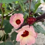 Edible Hibiscus Guided Farm Tour (Big Island) - The Sum Up