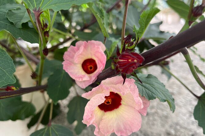 Edible Hibiscus Guided Farm Tour (Big Island) - The Sum Up