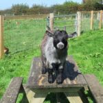 Educational Farm Adventure Tour on Bainbridge Island - Who Will Love This Tour?