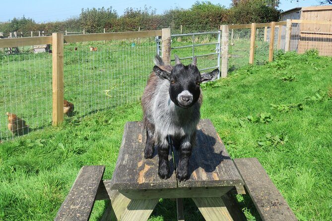 Educational Farm Adventure Tour on Bainbridge Island - Who Will Love This Tour?