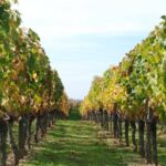 El Penedès: Cava Winery Small Group Tour - Why You Should Consider This Tour
