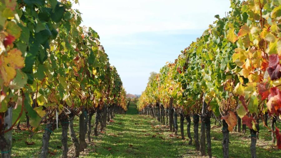 El Penedès: Cava Winery Small Group Tour - Why You Should Consider This Tour