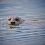 Elkhorn Slough Wildlife Tour - The Sum Up: Is the Elkhorn Slough Wildlife Tour Worth It?
