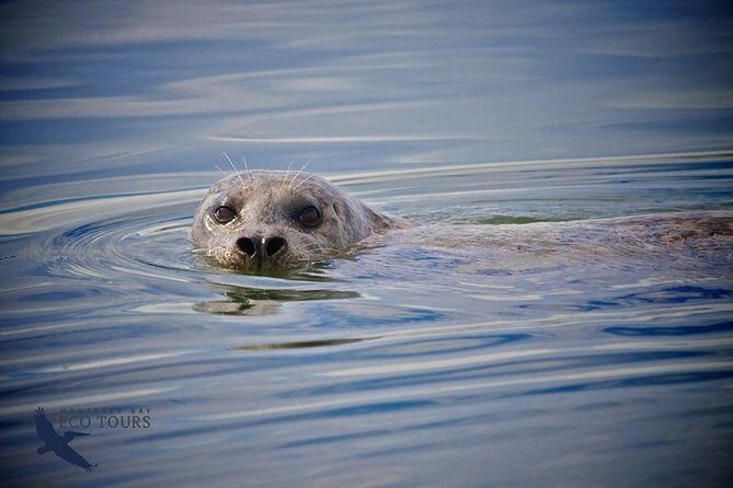 Elkhorn Slough Wildlife Tour - The Sum Up: Is the Elkhorn Slough Wildlife Tour Worth It?